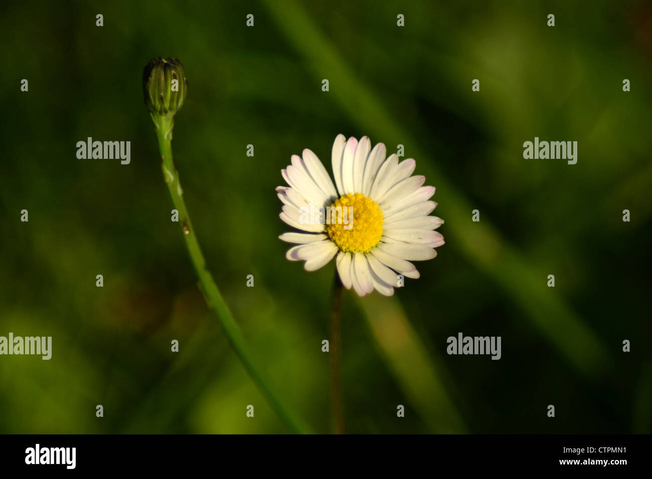 A single lone Daisy Stock Photo - Alamy