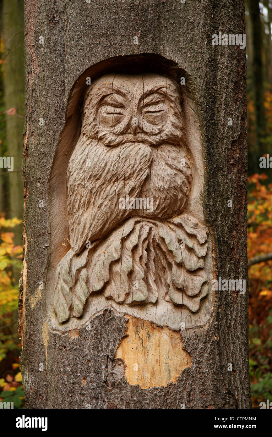 Woodland owl hi-res stock photography and images - Alamy