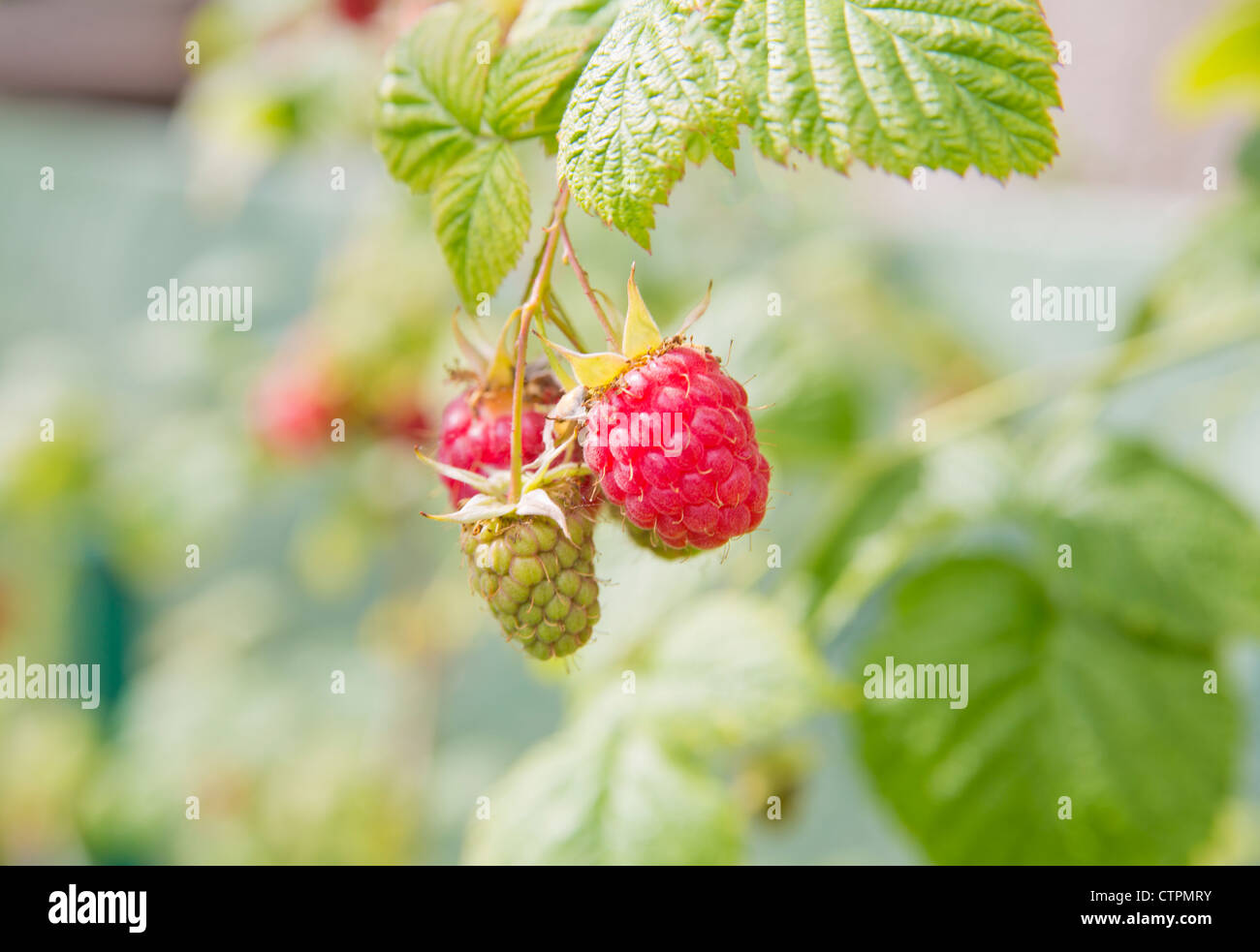 Raspberry are on half ready for berry eaters Stock Photo - Alamy