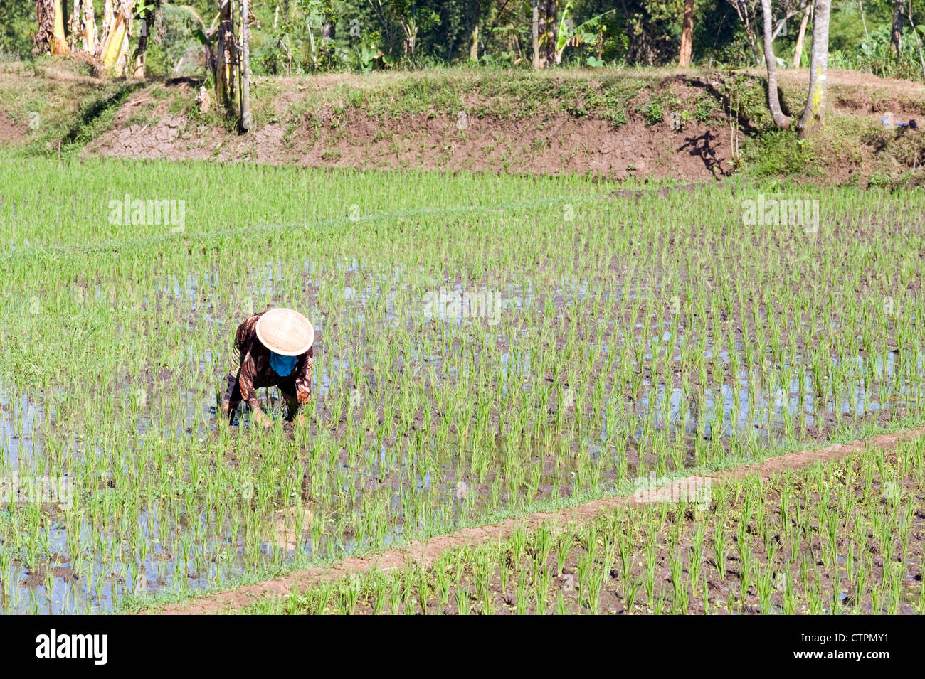 rural female field worker toiling in rice field java indonesia Stock ...