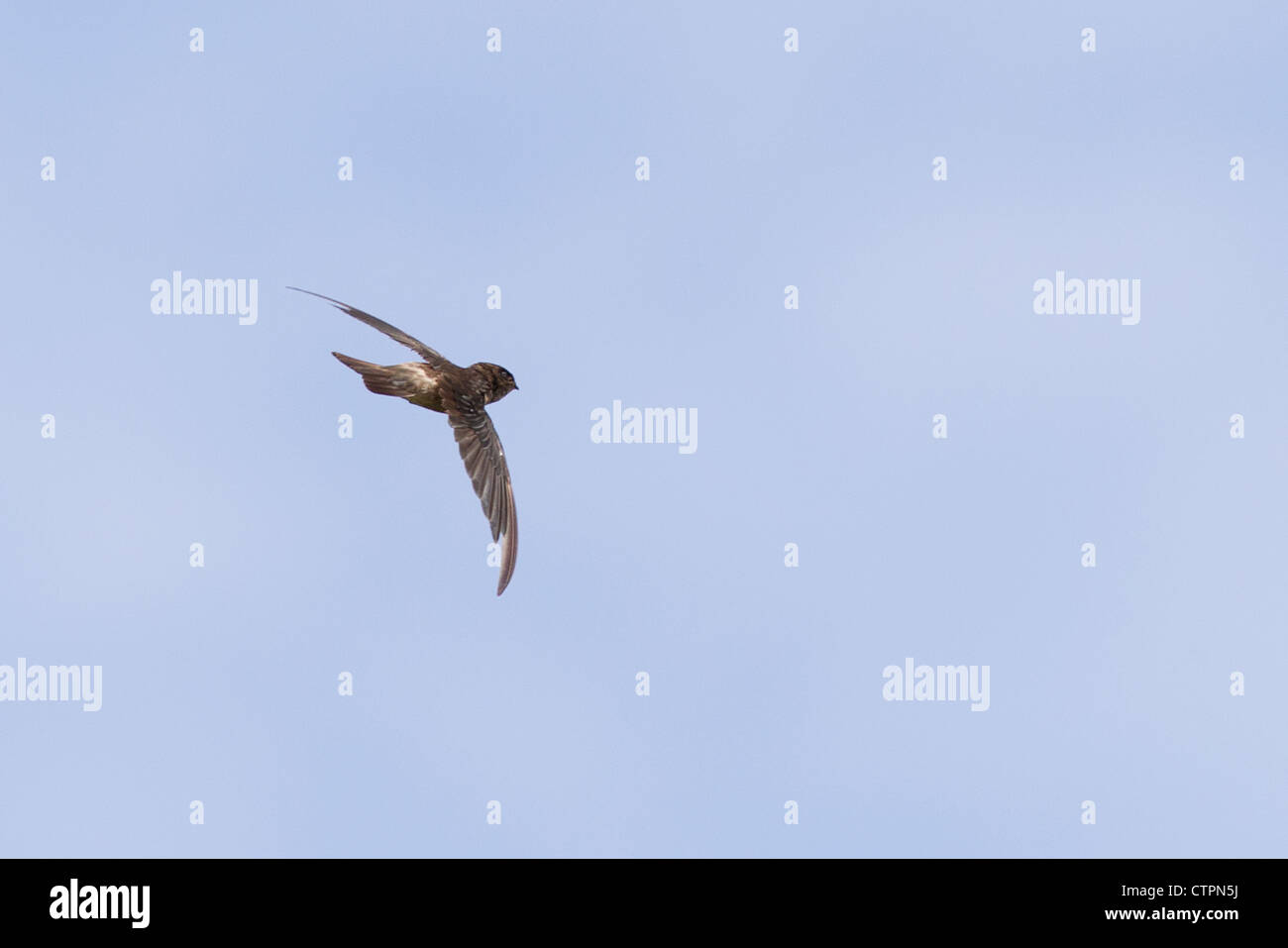 Palau Swiftlet (Aerodramus pelewensis) in flight foraging for insects ...