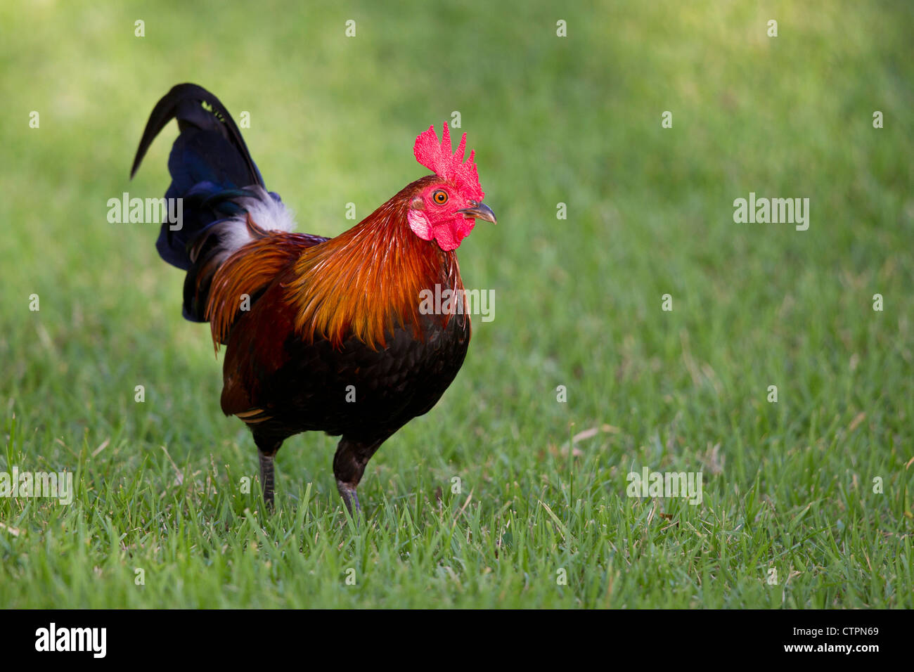 Male junglefowl gallus gallus hi-res stock photography and images - Alamy