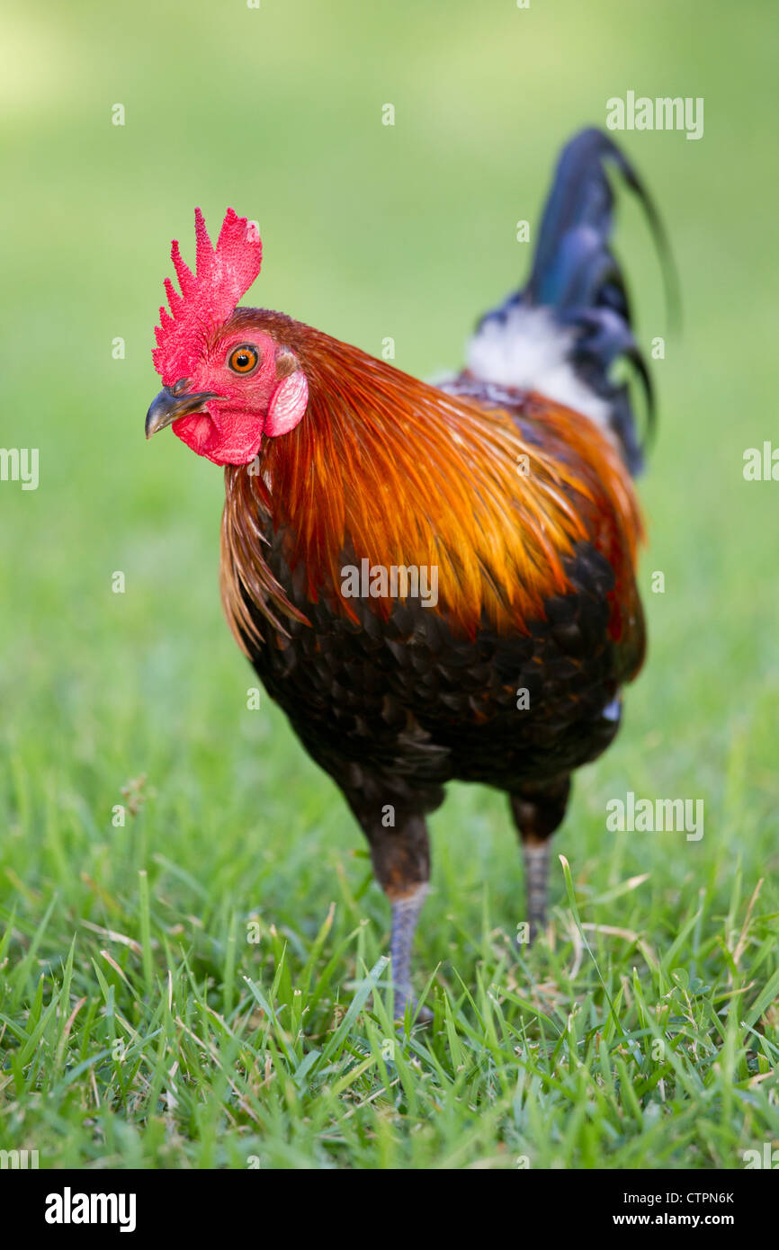 Red Junglefowl (Gallus gallus), male, foraging in the grass Stock Photo ...