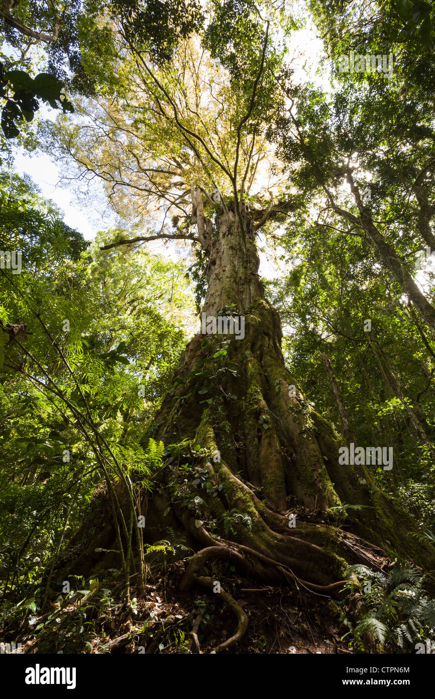 Dense jungle in the Chiriqui Highlands, northern Panama Stock Photo - Alamy