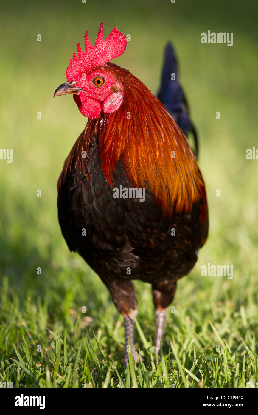 Green Junglefowl Stock Photos & Green Junglefowl Stock Images - Alamy