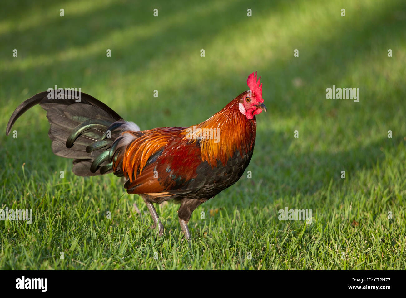 Red Junglefowl Gallus Gallus High Resolution Stock Photography and ...
