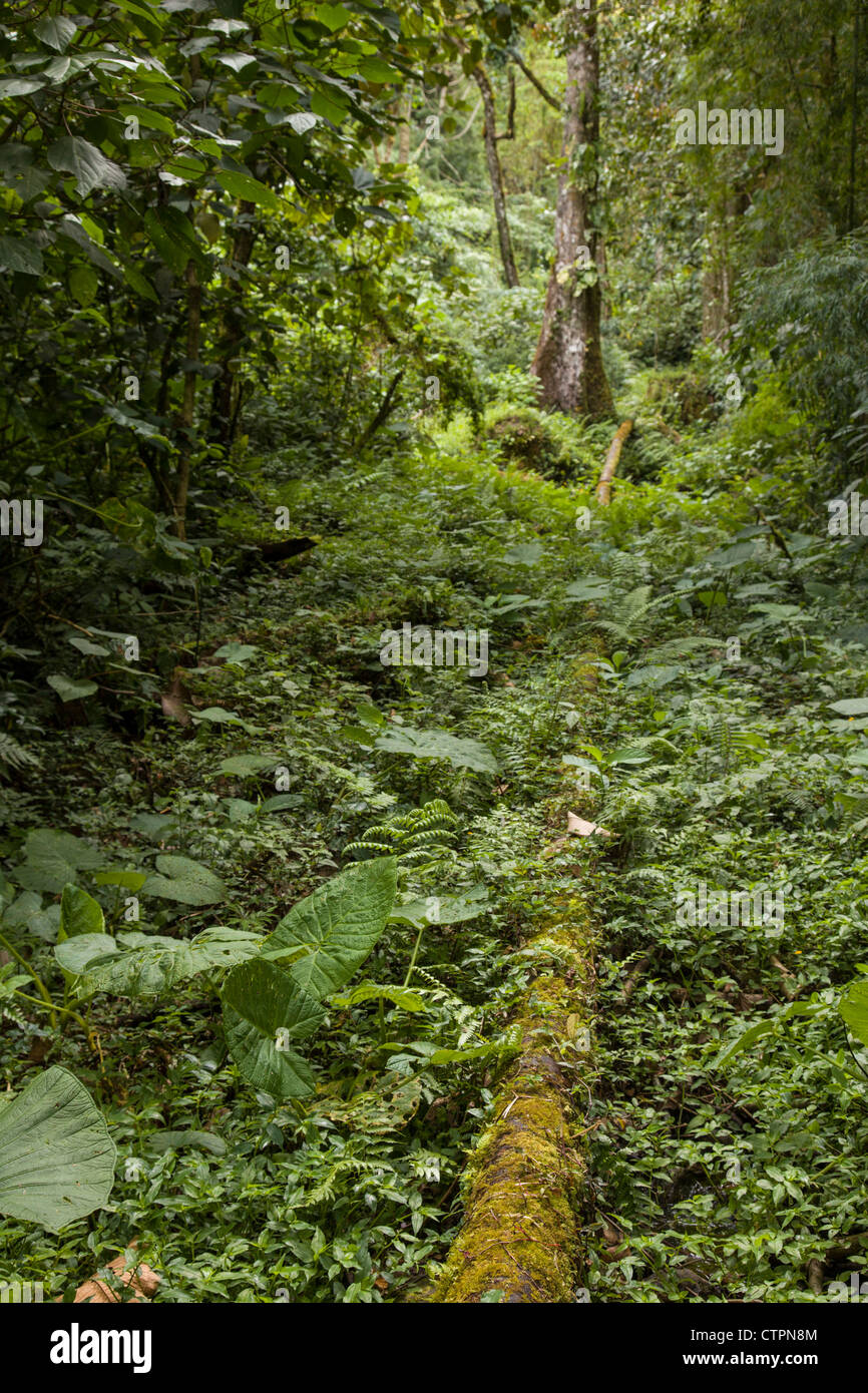 Pipe running along the Pipeline trail in Boquete, Chiriqui Province ...