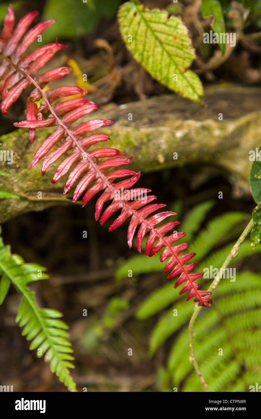 Red fern hi-res stock photography and images - Alamy