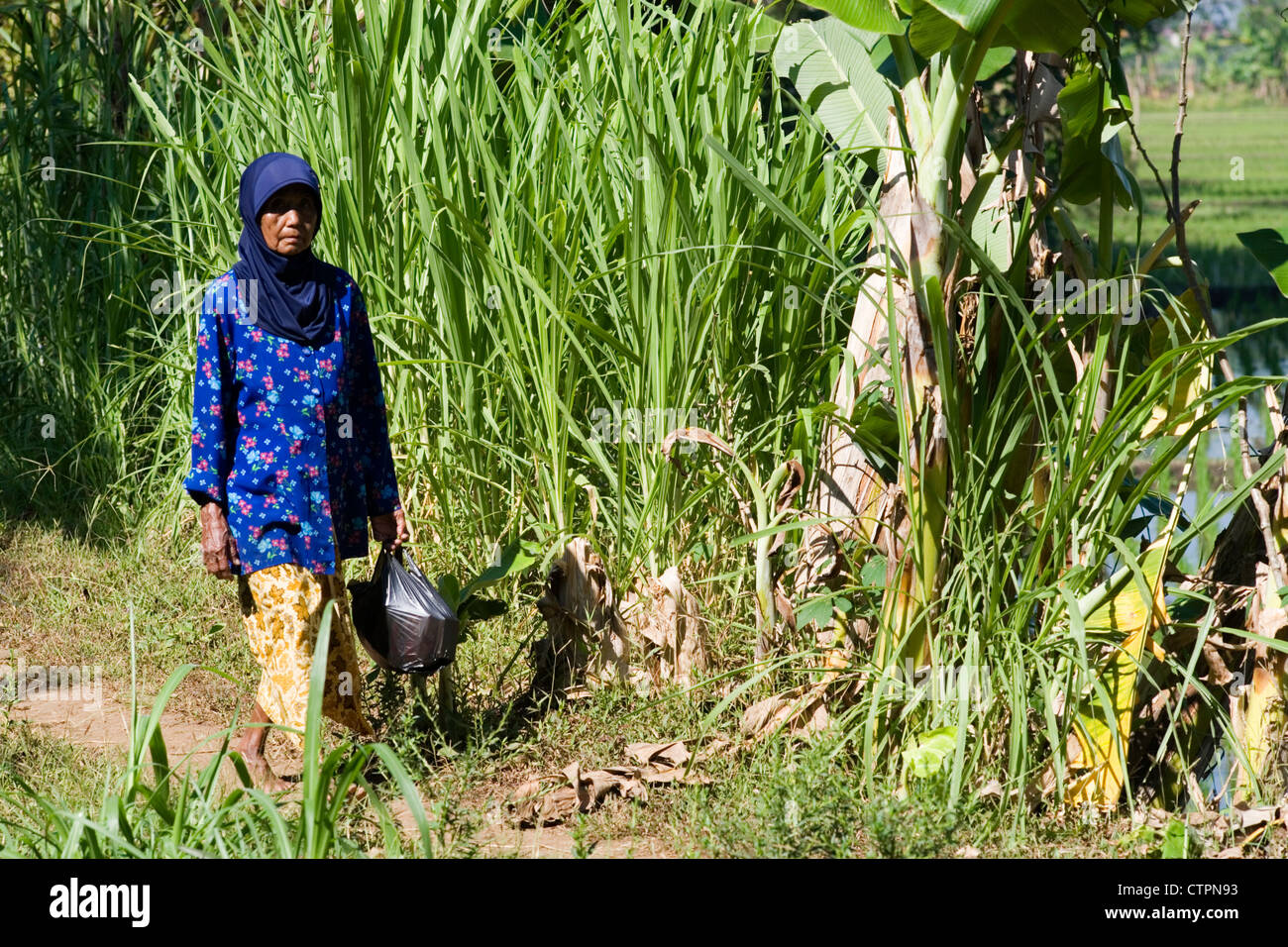 elderly local woman walking past rice field in rural village java ...