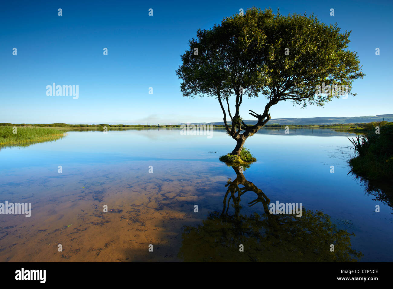 Lone tree in Kenfig Pool, Bridgend, South Wales Stock Photo - Alamy