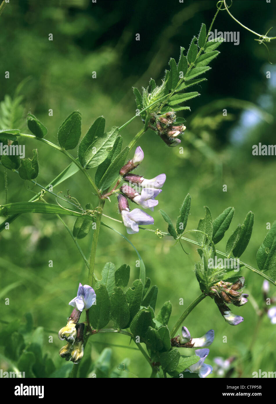 BUSH VETCH Vicia sepium (Fabaceae Stock Photo - Alamy