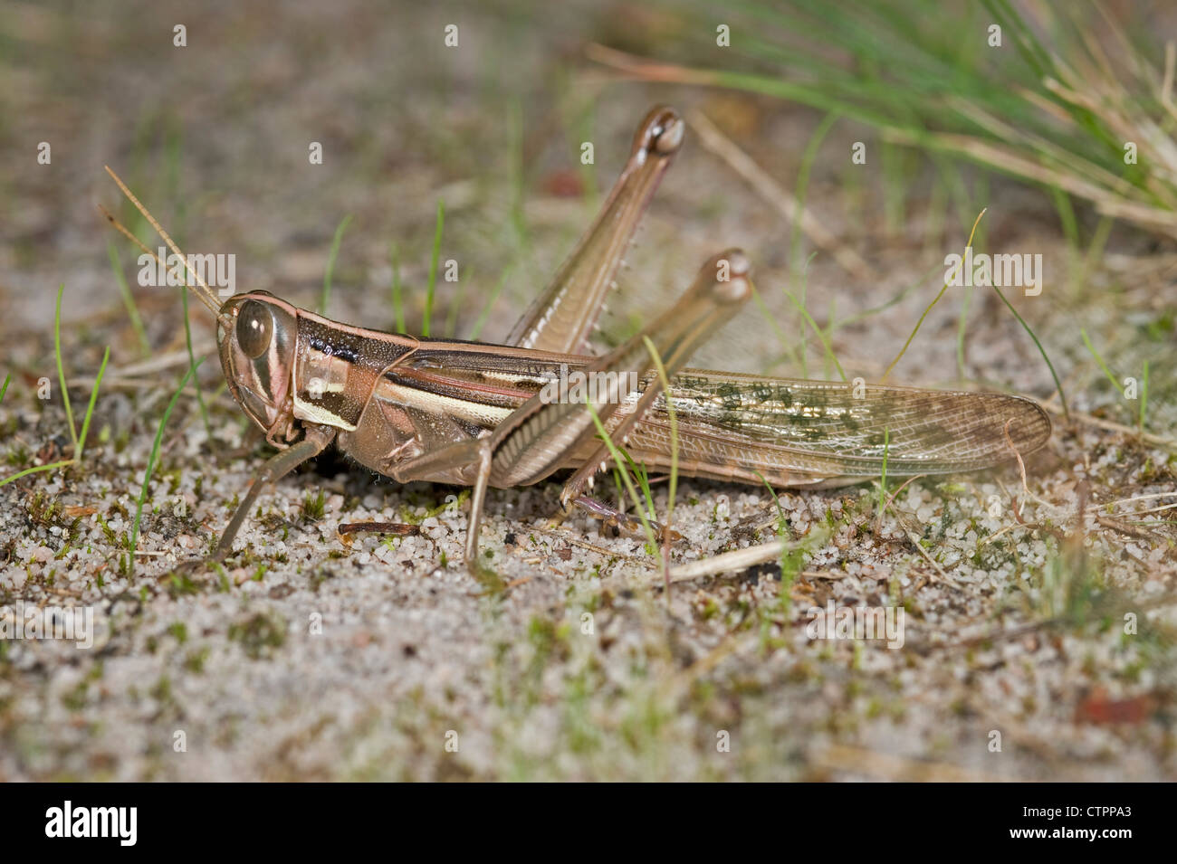Australian spur-throated locust Stock Photo - Alamy