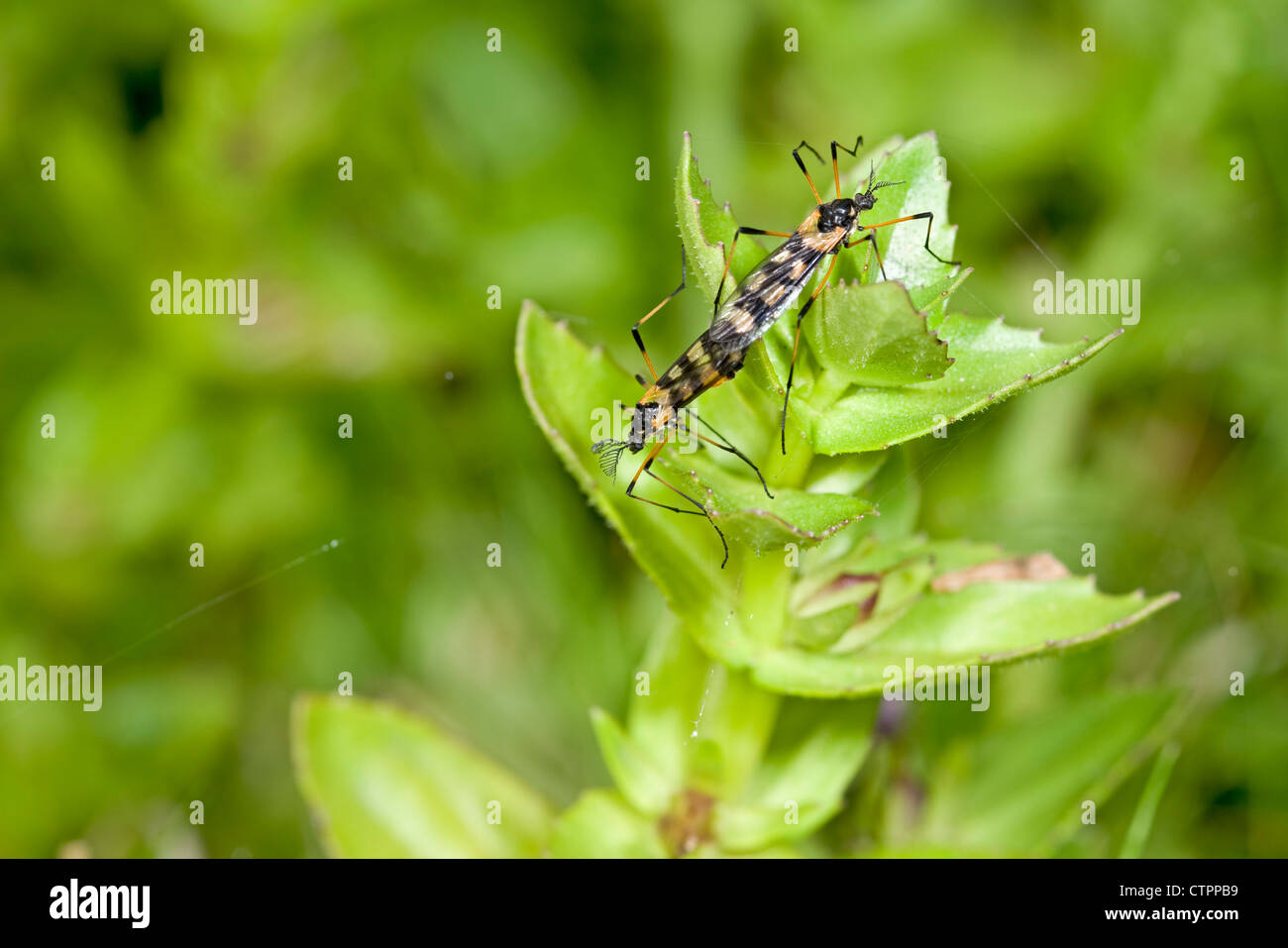 Crane flies hi-res stock photography and images - Alamy