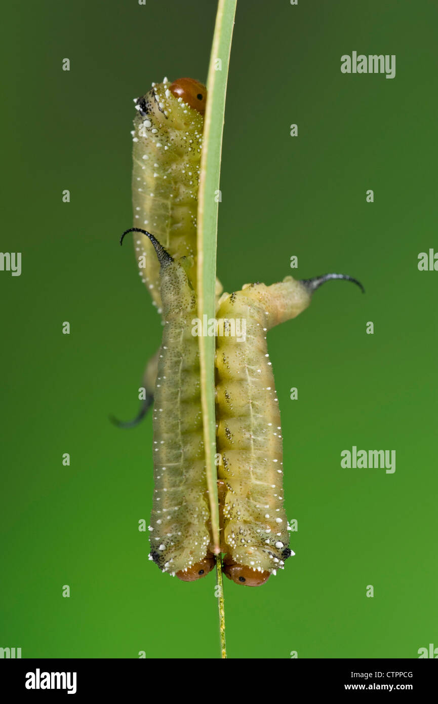 Sawfly larvae australia hi-res stock photography and images - Alamy