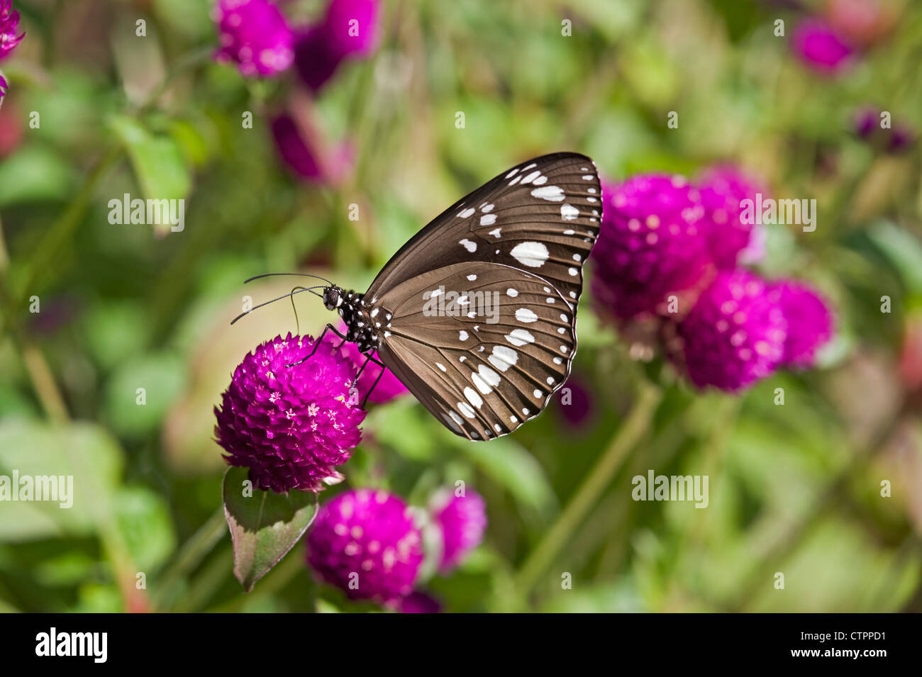Common garden butterfly hi-res stock photography and images - Alamy