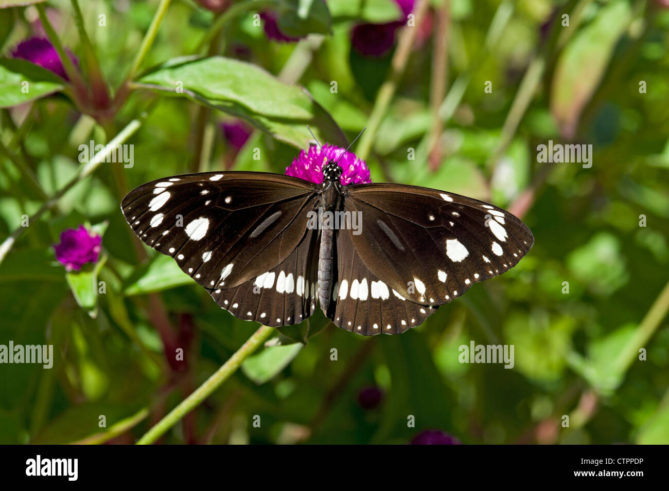 Common garden butterfly hi-res stock photography and images - Alamy