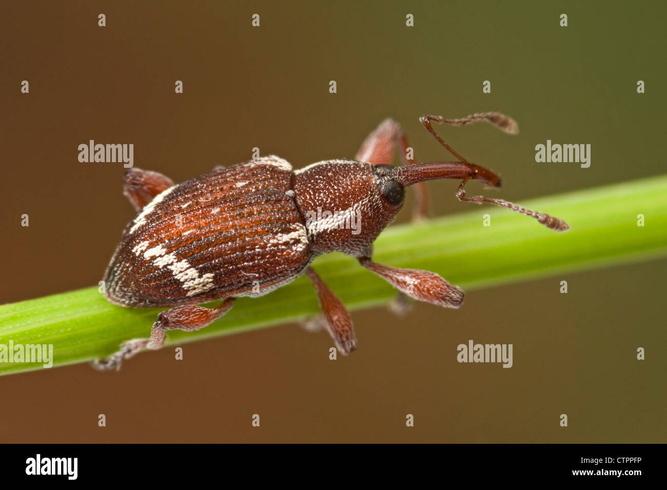 Small brown weevil on plant stem Stock Photo - Alamy