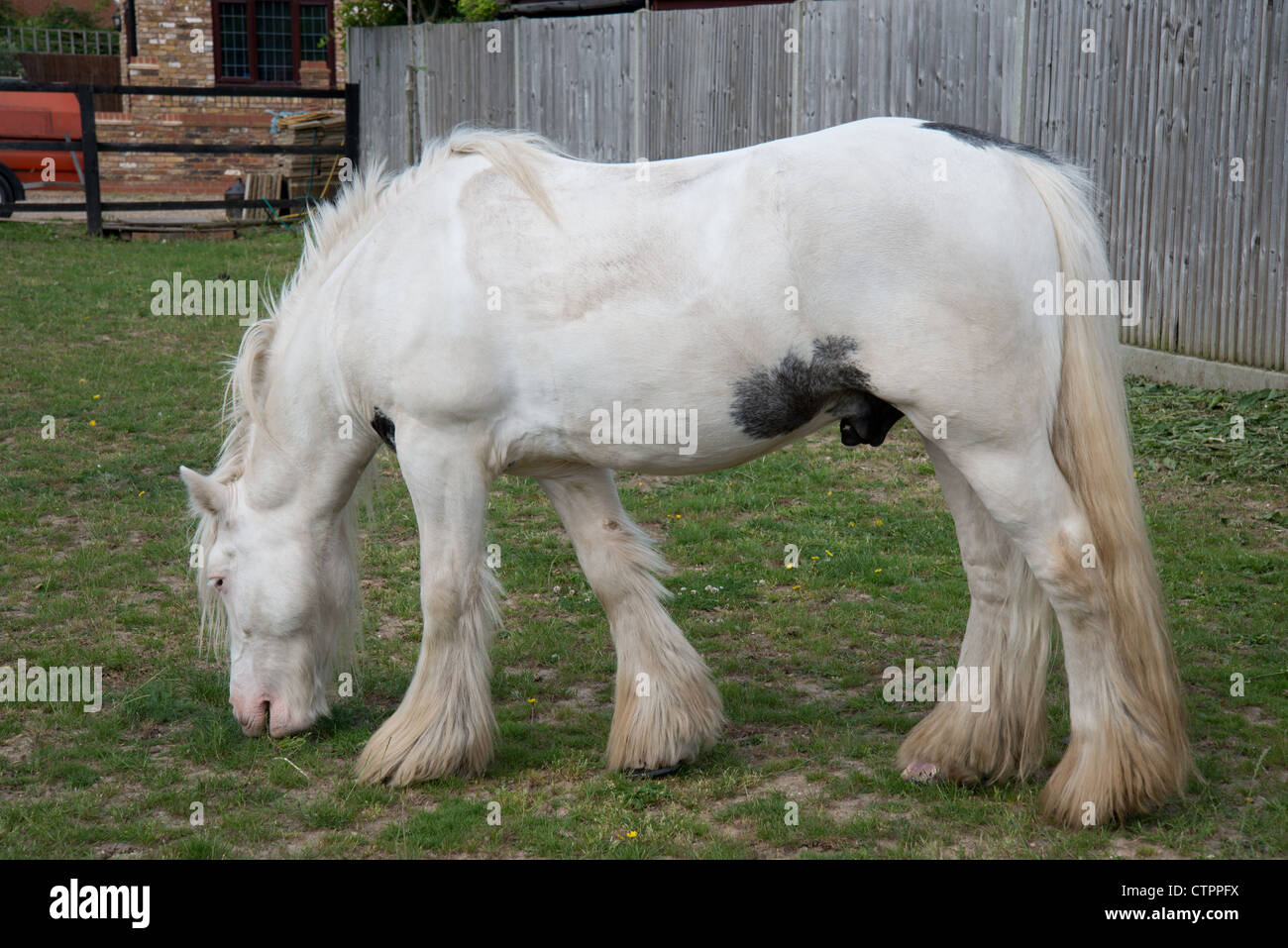 Draught horse in field, Stanwell Moor, Surrey, England, United Kingdom ...