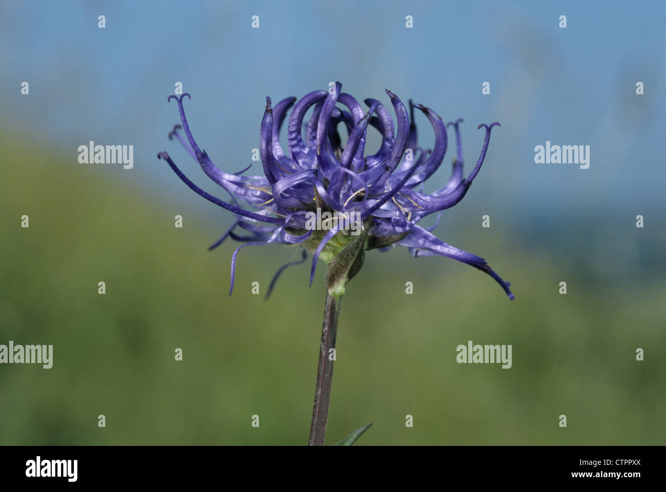 ROUND-HEADED RAMPION Phyteuma orbiculare (Campanulaceae Stock Photo - Alamy
