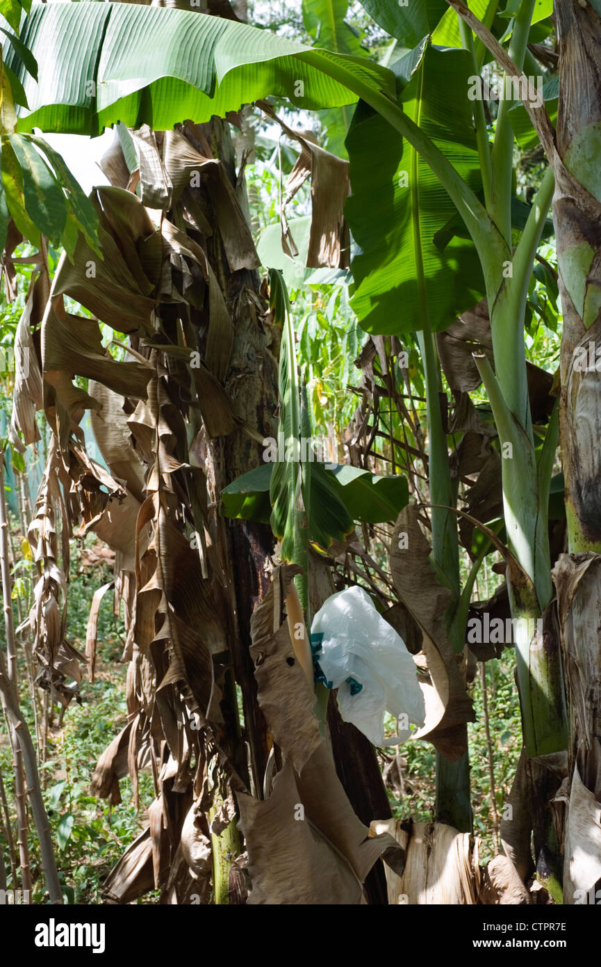 Plastic bag tree hi-res stock photography and images - Alamy