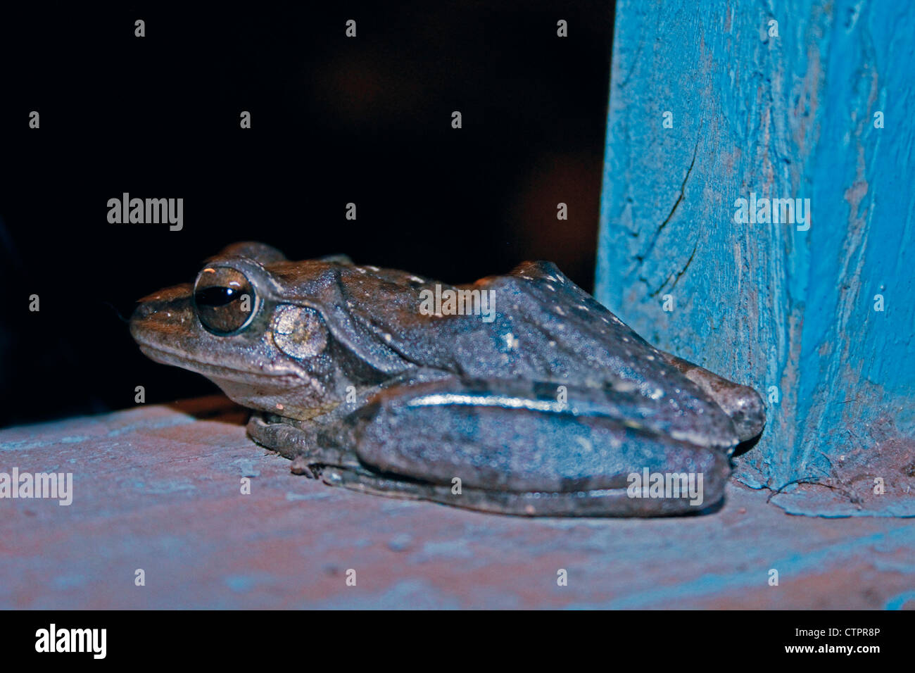 Crab-eating Frog - Mangrove Frog (Fejervarya cancrivora), Ratnagiri ...