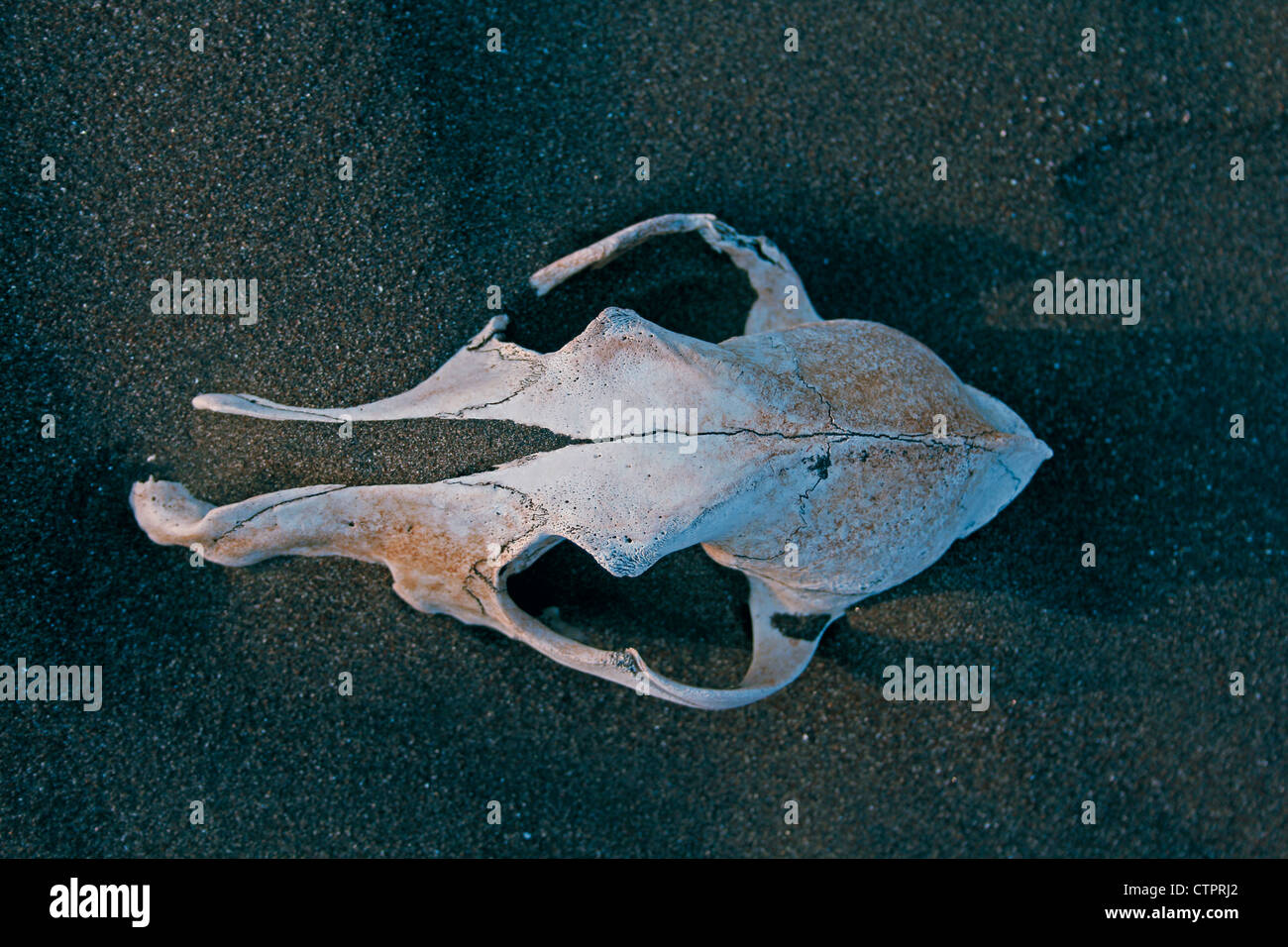 Skull of a domestic dog in sand at seashore Stock Photo - Alamy