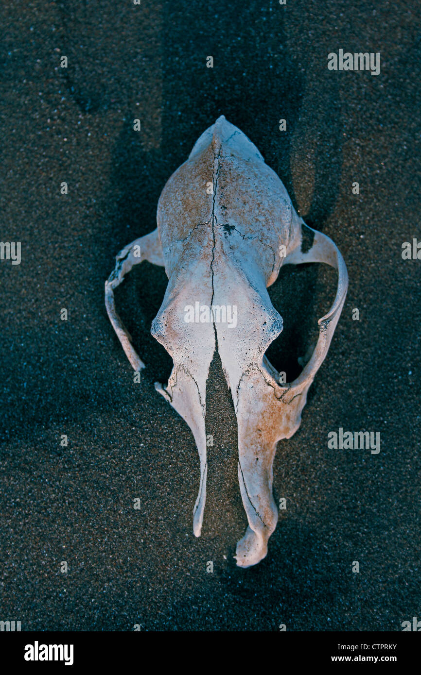 Skull of a domestic dog in sand at seashore Stock Photo - Alamy