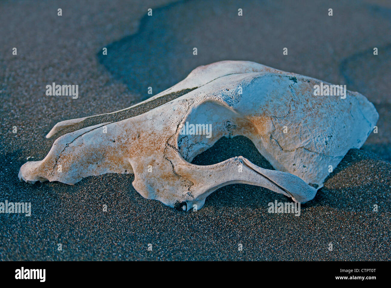 Dog skull anatomy hi-res stock photography and images - Alamy