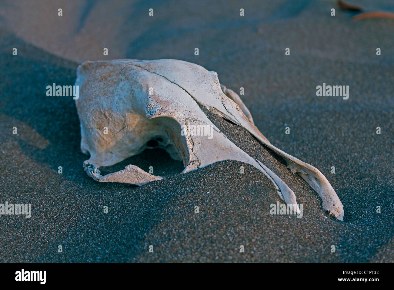 Skull of a domestic dog in sand at seashore Stock Photo - Alamy
