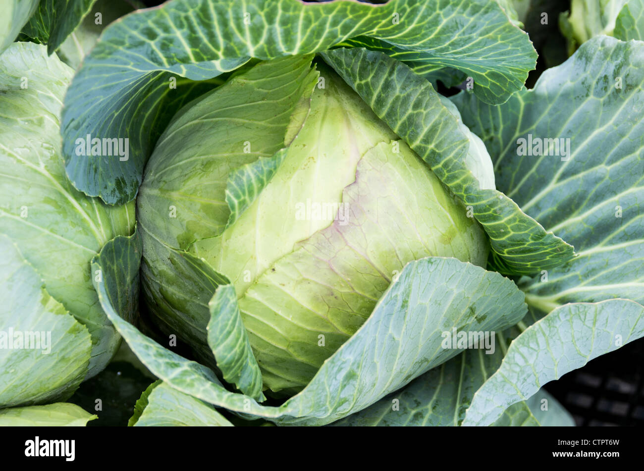 Freshly picked head of green cabbage on display at the farmers market ...