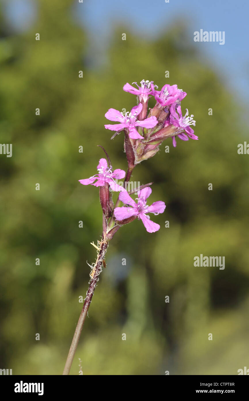 Catchfly hi-res stock photography and images - Alamy