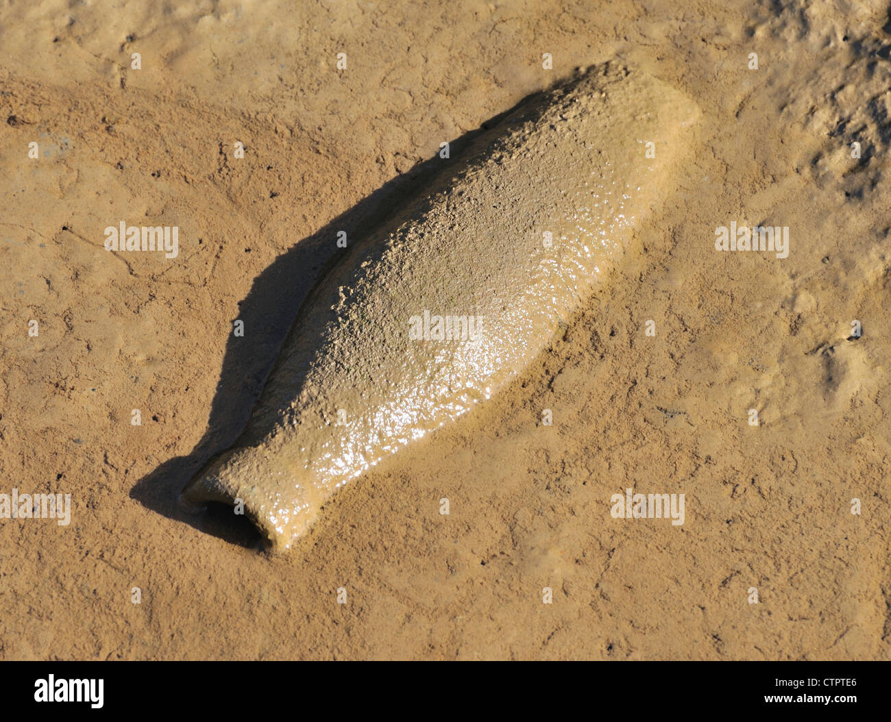 Bottle in mud hi-res stock photography and images - Alamy