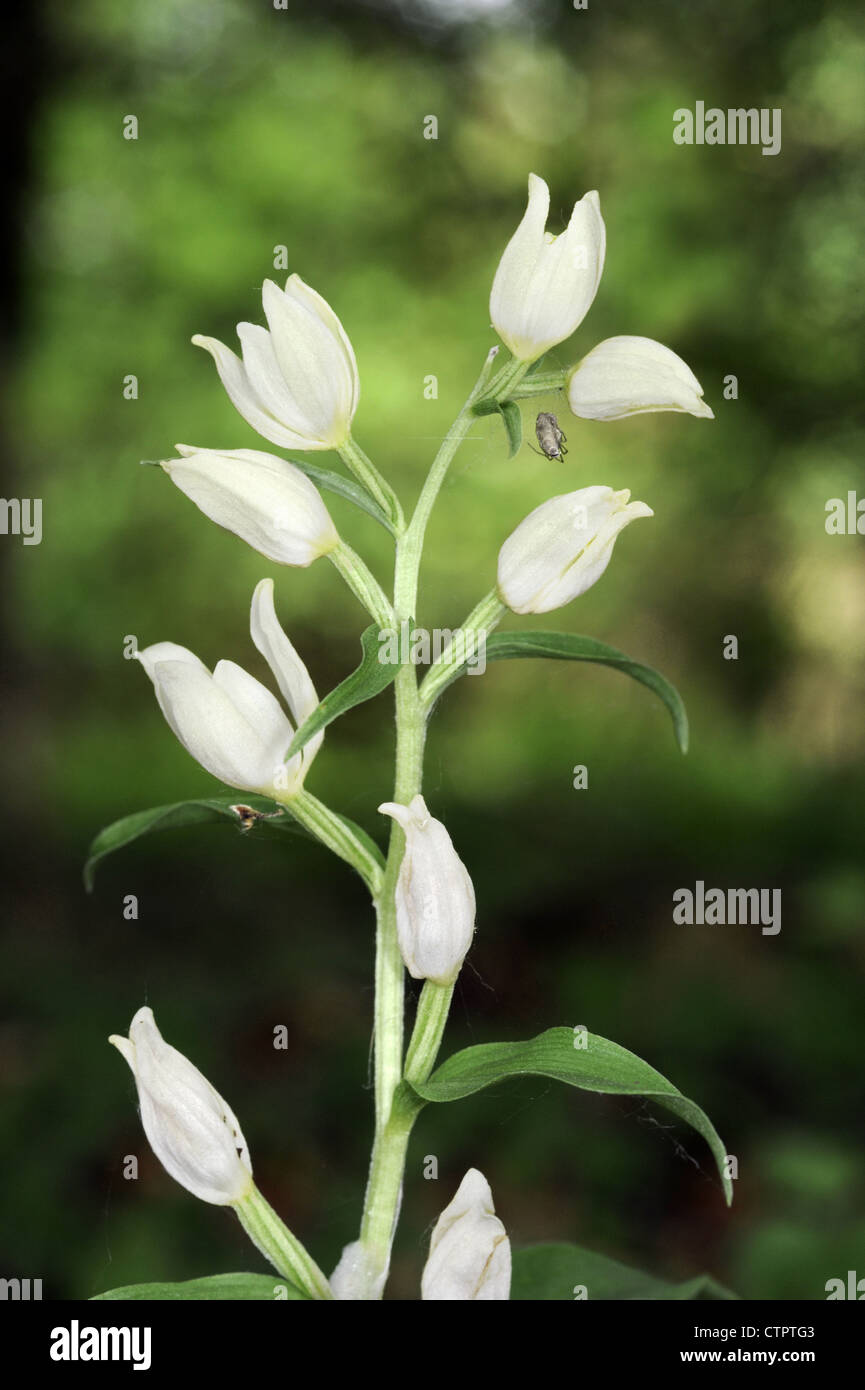WHITE HELLEBORINE Cephalanthera damasonium (Orchidaceae Stock Photo - Alamy
