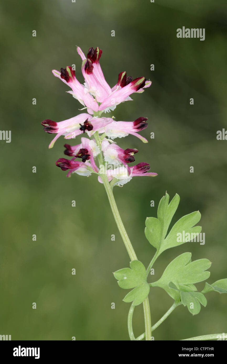 COMMON RAMPING-FUMITORY Fumaria muralis (Fumariaceae Stock Photo - Alamy