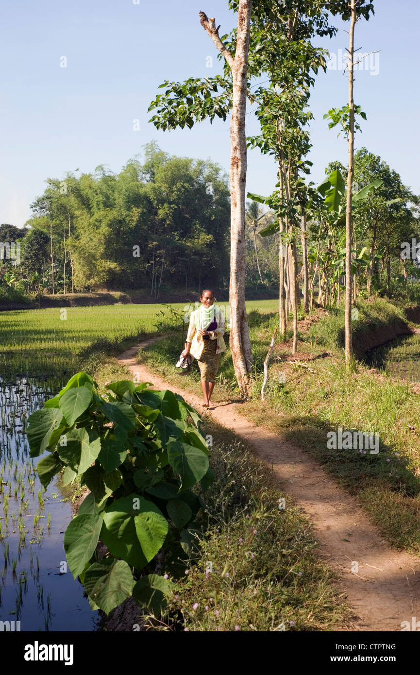local woman walking along dirt track between rice fields java indonesia ...