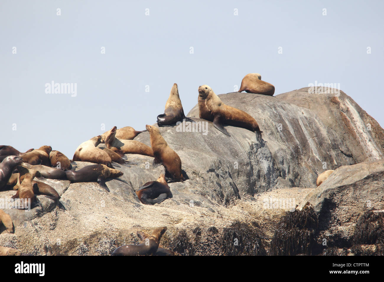 A bunch of sea lions loaf and bask in the sunshine Stock Photo - Alamy