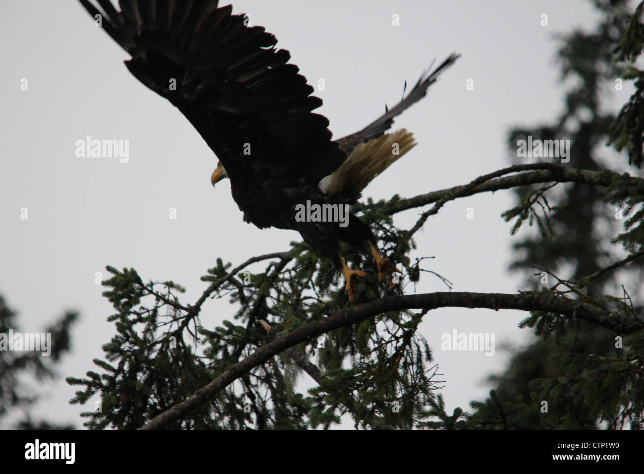 An American bald eagle lifts off from a branch Stock Photo - Alamy