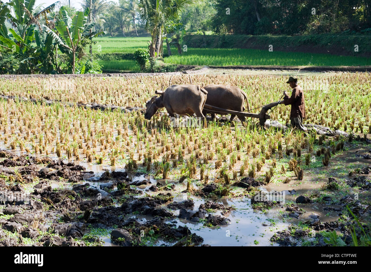 Work in a rice field hi-res stock photography and images - Alamy