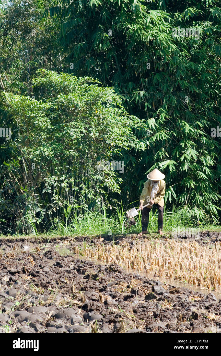 local man at work in a rice field java indonesia Stock Photo - Alamy