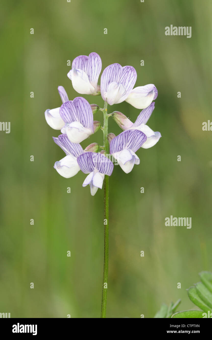 WOOD VETCH Vicia sylvatica (Fabaceae Stock Photo - Alamy