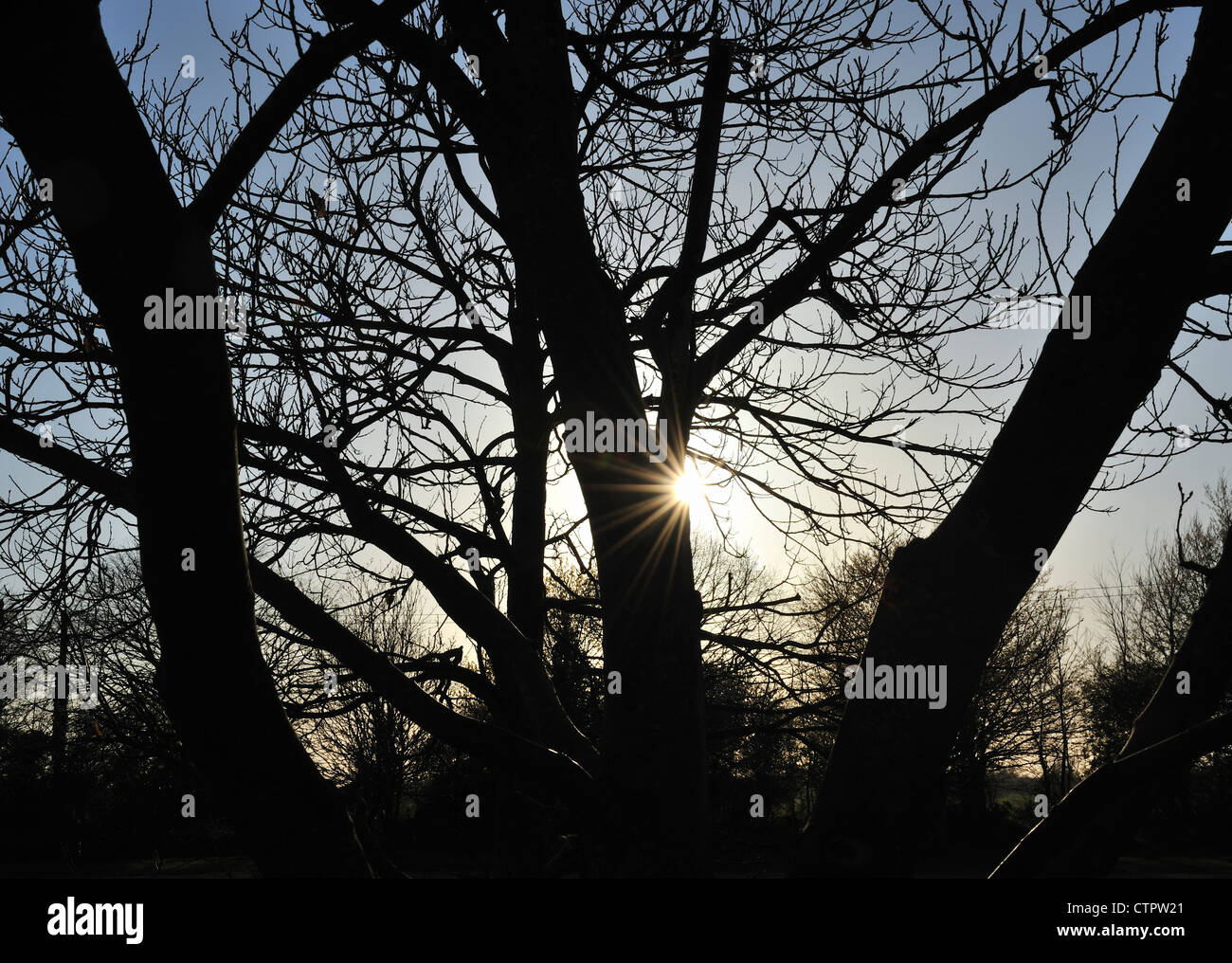Sun shining through tree branches Stock Photo - Alamy
