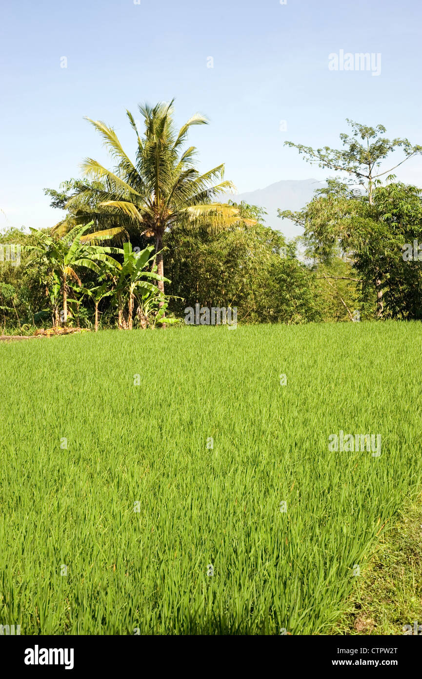view over a lush green rice paddy malang java indonesia Stock Photo - Alamy