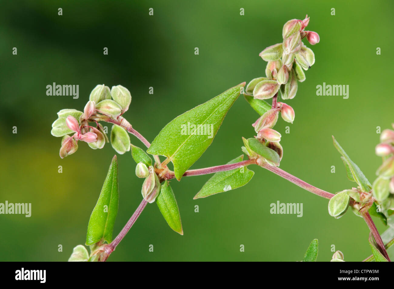 Polygonaceae hi-res stock photography and images - Alamy