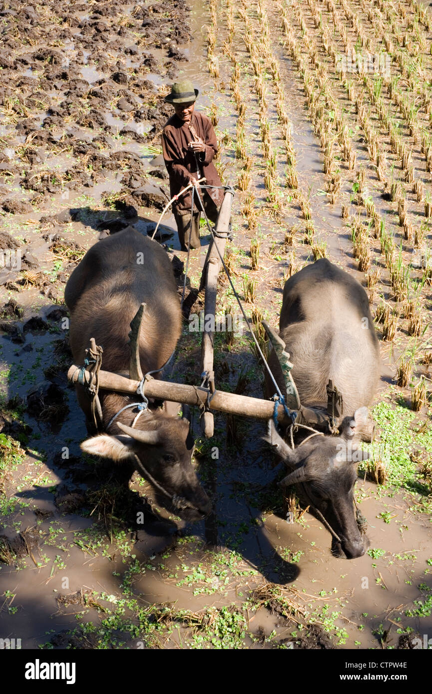 local man with his team of water buffalo at work in a rice field java ...