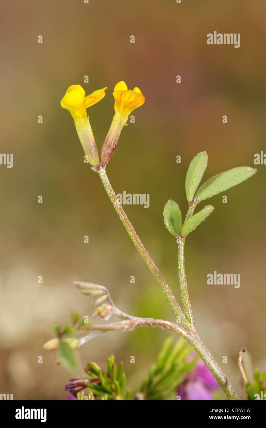 ORANGE BIRD’S-FOOT Ornithopus pinnatus Stock Photo - Alamy