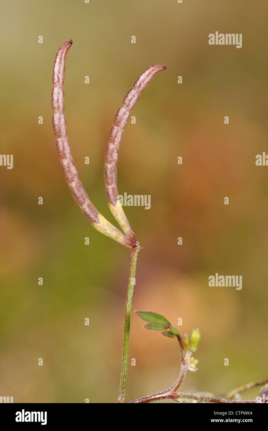 Orange foot hi-res stock photography and images - Alamy
