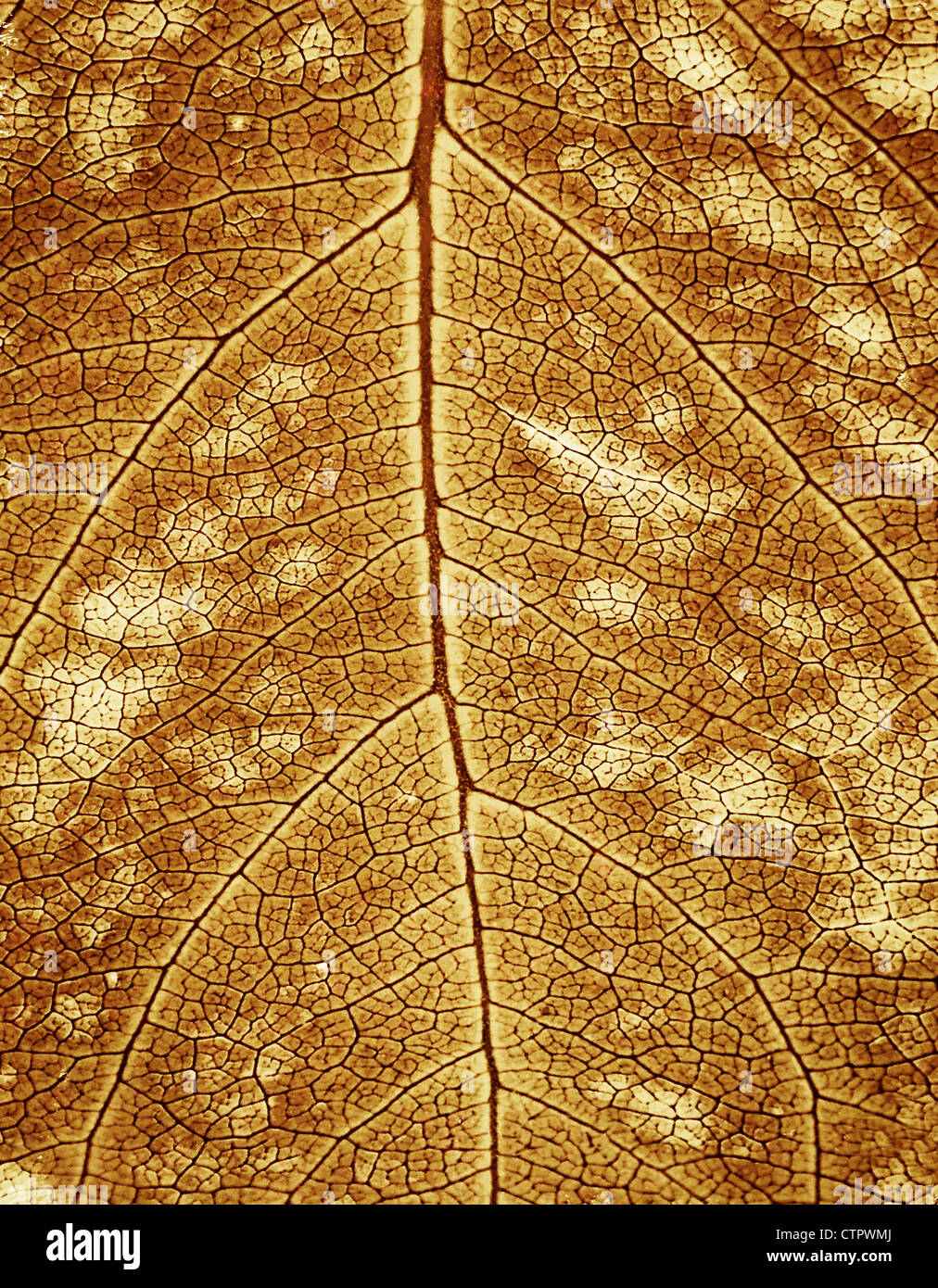 Autumn leaf background Stock Photo - Alamy