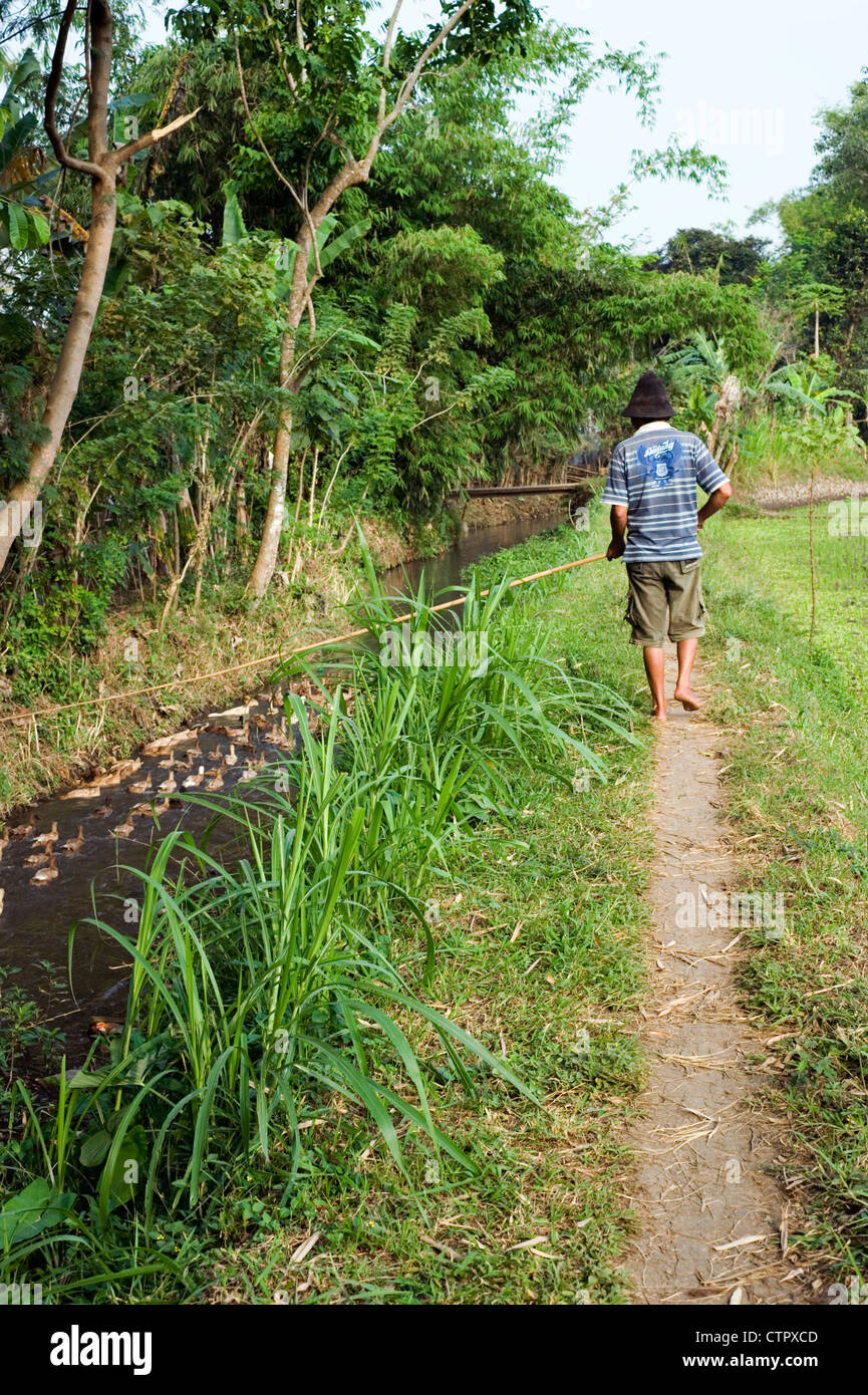 local villager walking alongside a rice field with his ducks swimming ...