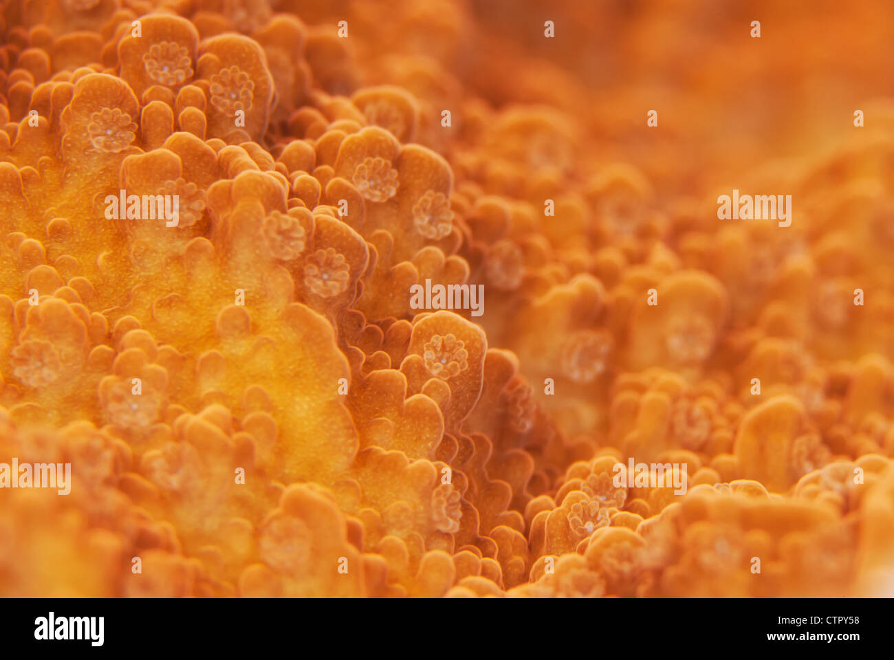 This is a close up image of hard coral polyps Stock Photo - Alamy