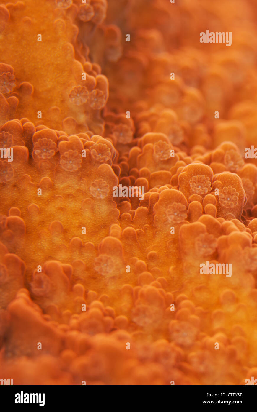 Hard coral polyps hi-res stock photography and images - Alamy